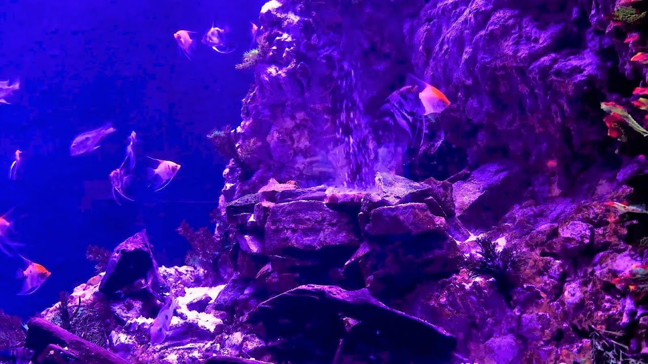 🐠 AQUARIUM FISH 🐠 CORAL REEF 🐠 8 HOURS ★︎ Underwater Ocean Sounds ★︎ ...