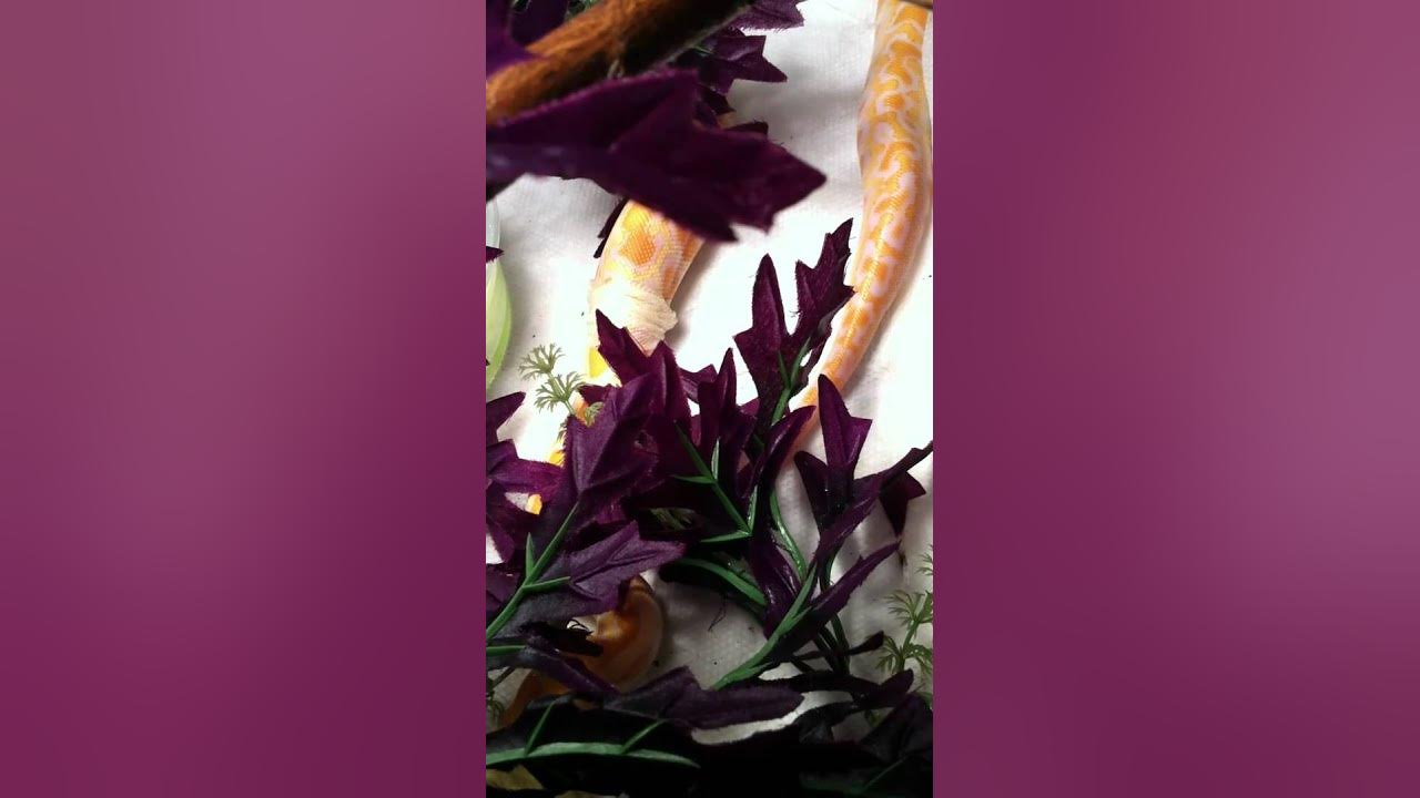 Albino Burmese Python shedding footage - YouTube
