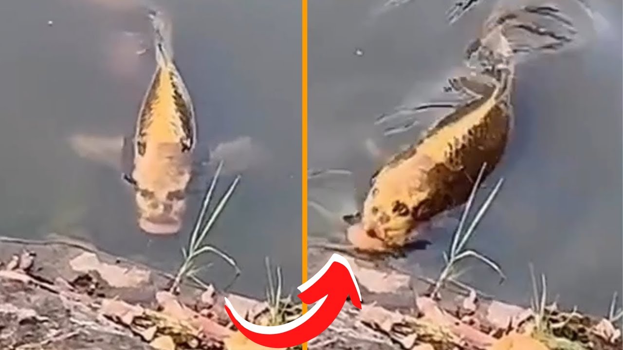 Spooky Fish in Lake Looks Like it Has a Human Face - YouTube