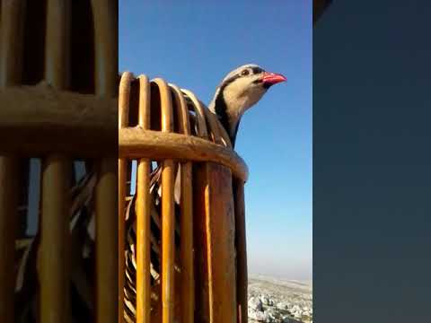 ملك الحجل