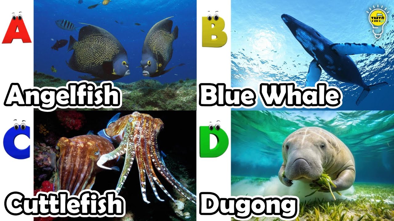 ABC phonics animals | ABC Sea Animals song | English and Animals for ...
