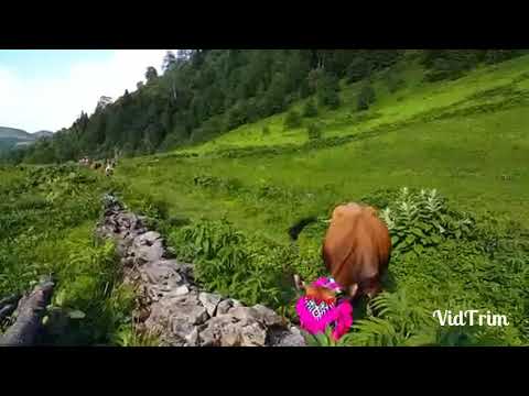 Dengbej Enver Oğuz malım Çınar