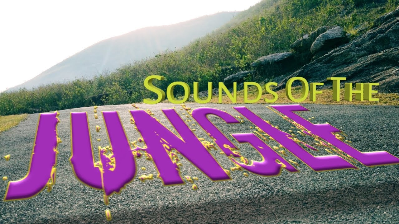 Jungle Sounds And Pictures Youtube