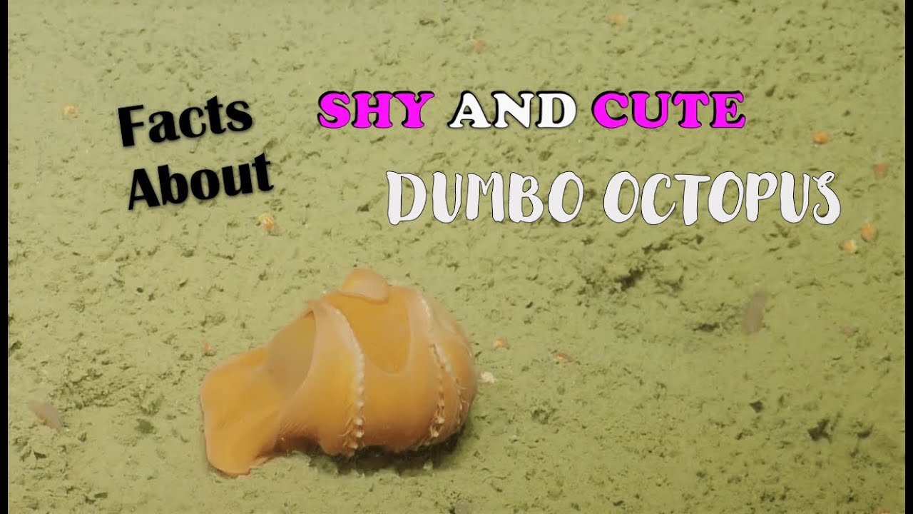 10 Fun Facts About Dumbo Octopus | True Facts | Weird but True - YouTube