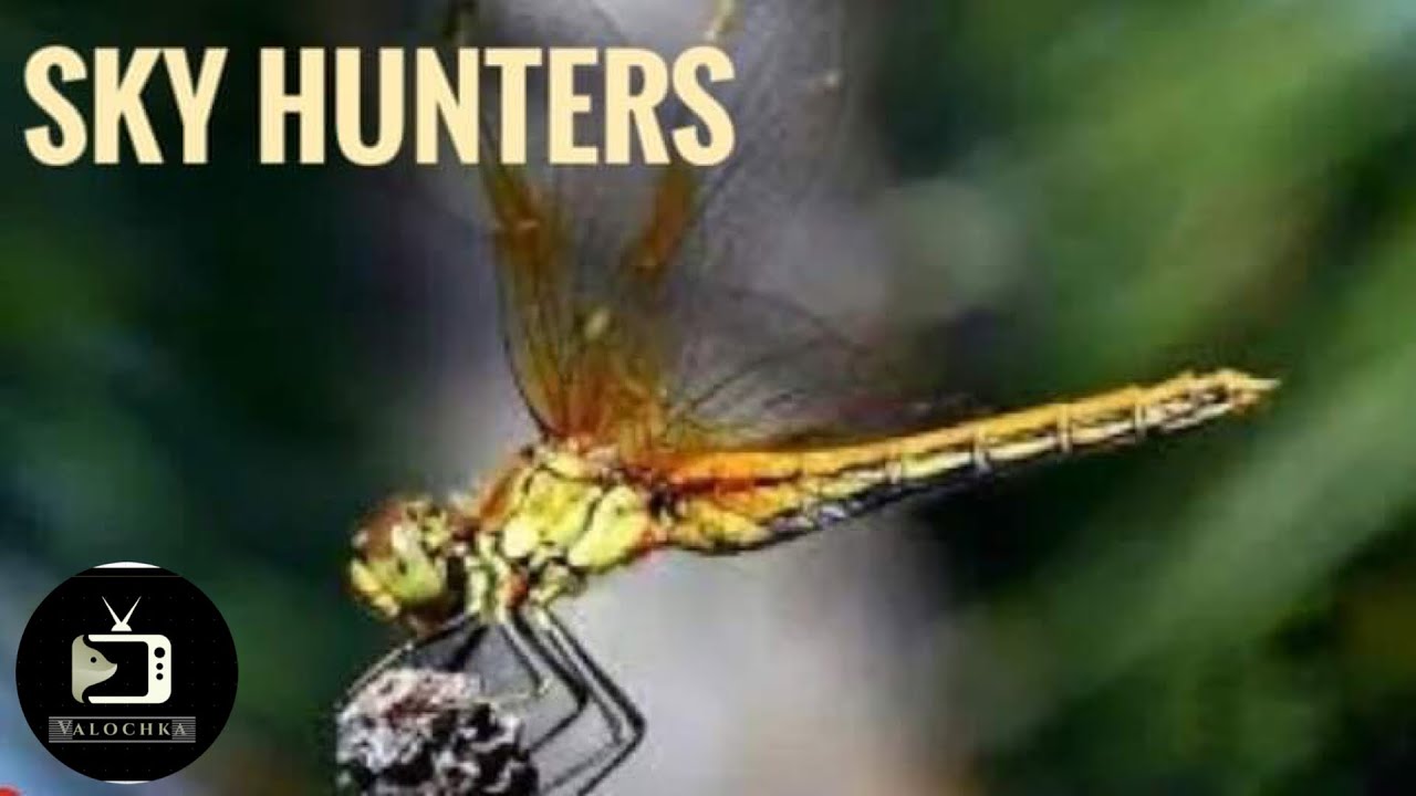 Dragonfly EXPERT Reveals Top Hunting Secrets - YouTube