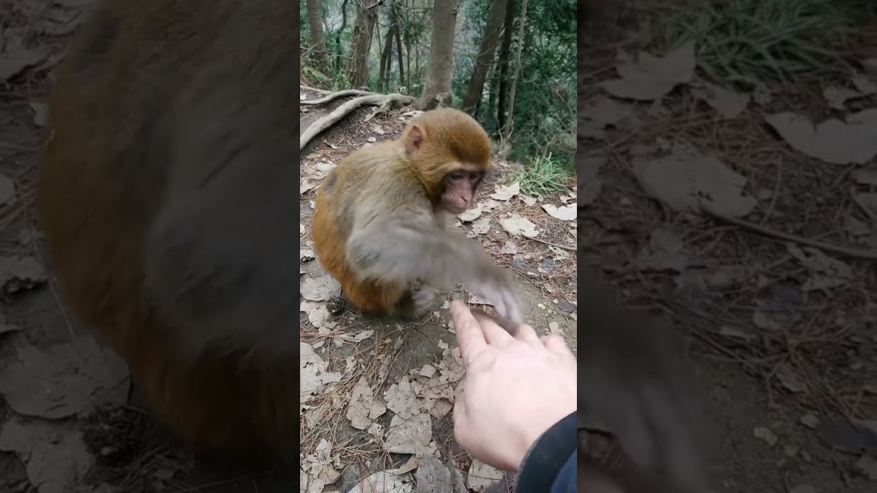 I was disgusted by the monkey for not washing my hands! Travel monkey ...