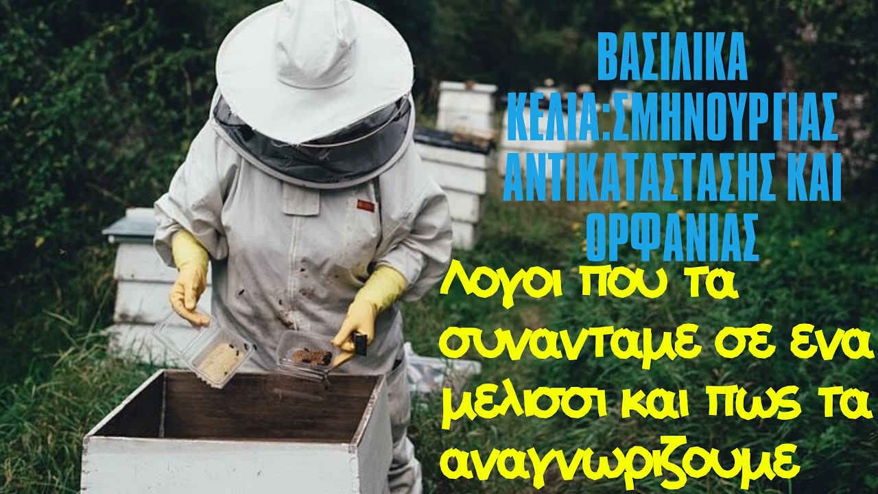 Νεοι μελισσοκόμοι βασιλικά κελιά σμηνουργιας αντικατάστασης και ...