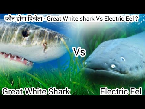 Great white shark Vs Electric Eel | Shark Vs eel | Electric Eel Vs ...