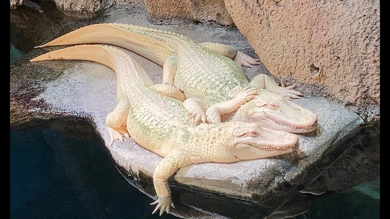 Scary Thrilling American alligators | The Gators Have Surfaced Georgia ...