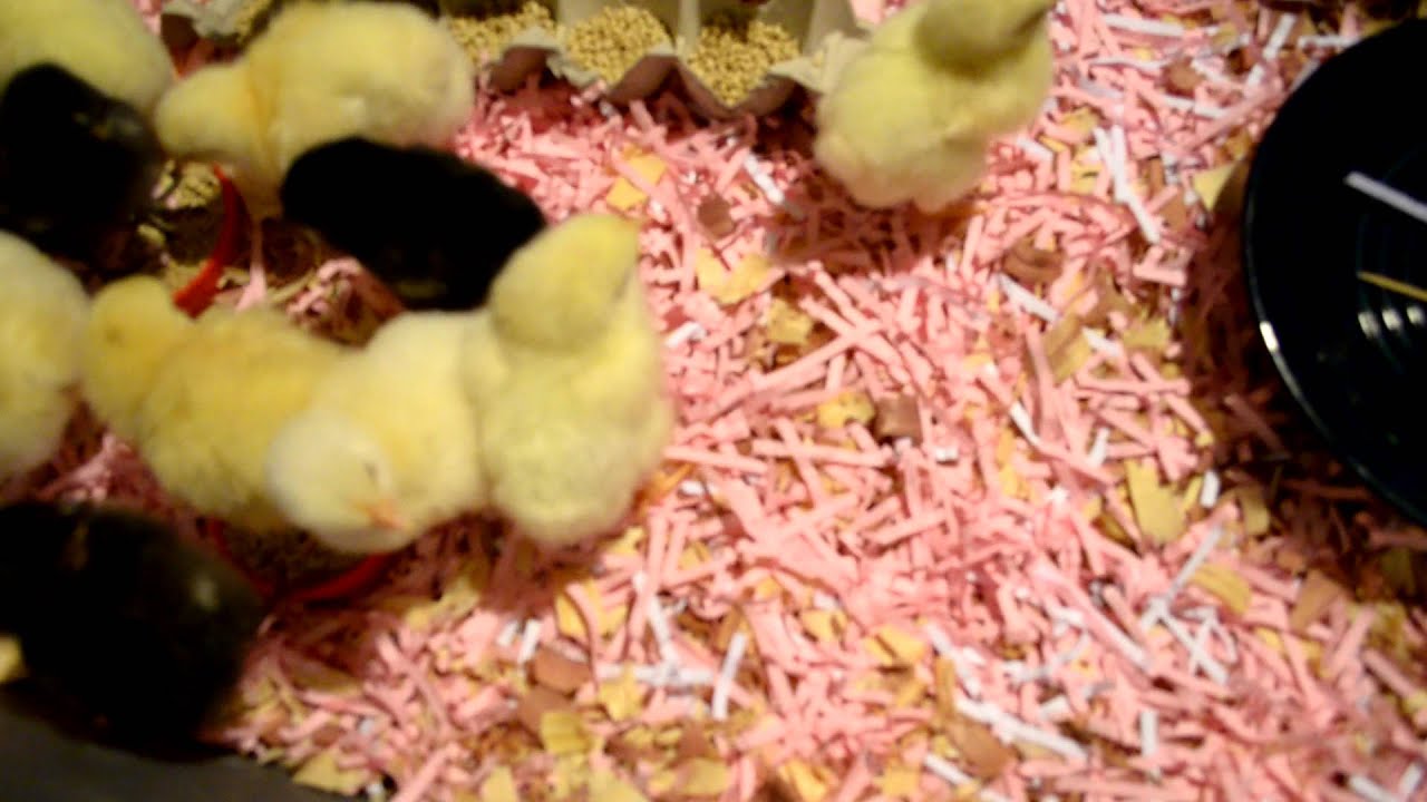 Chick Care Tips - YouTube