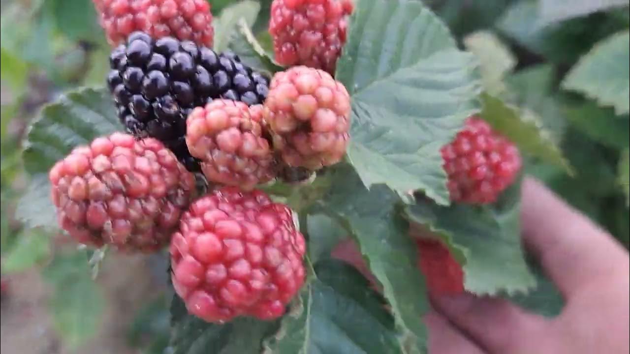 Новый ремонтантный сорт ежевики Диджей. - YouTube