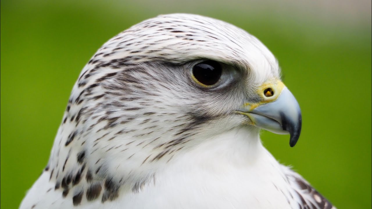 Meet The Birds - Maverick, Gyr X Saker Falcon - YouTube
