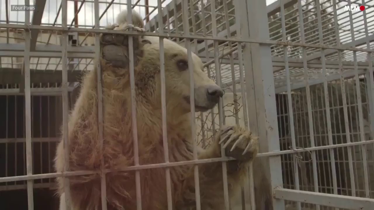 Mosul zoo’s lion and bear safe in Jordan - YouTube