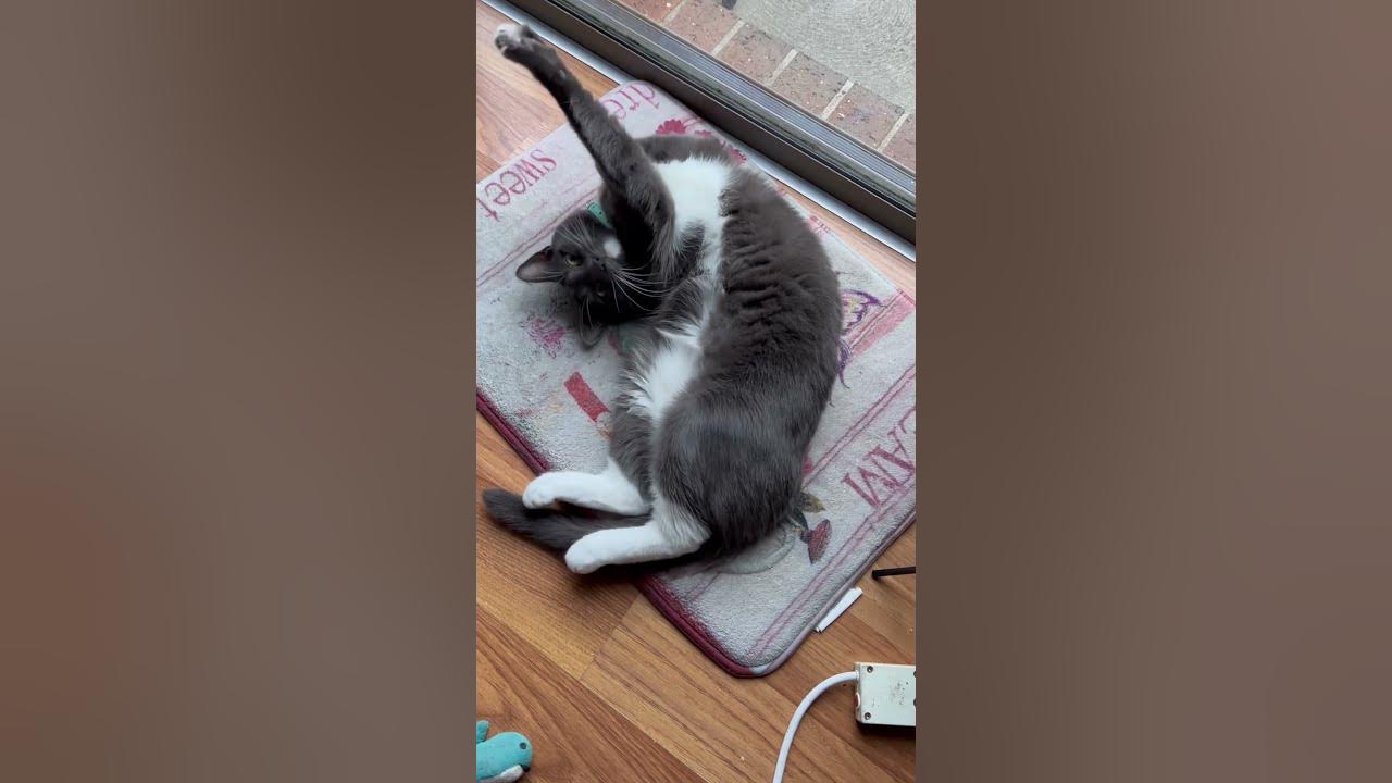 My Cat wants attention all the time! #catvideos #catlover #cat #fyp - YouTube