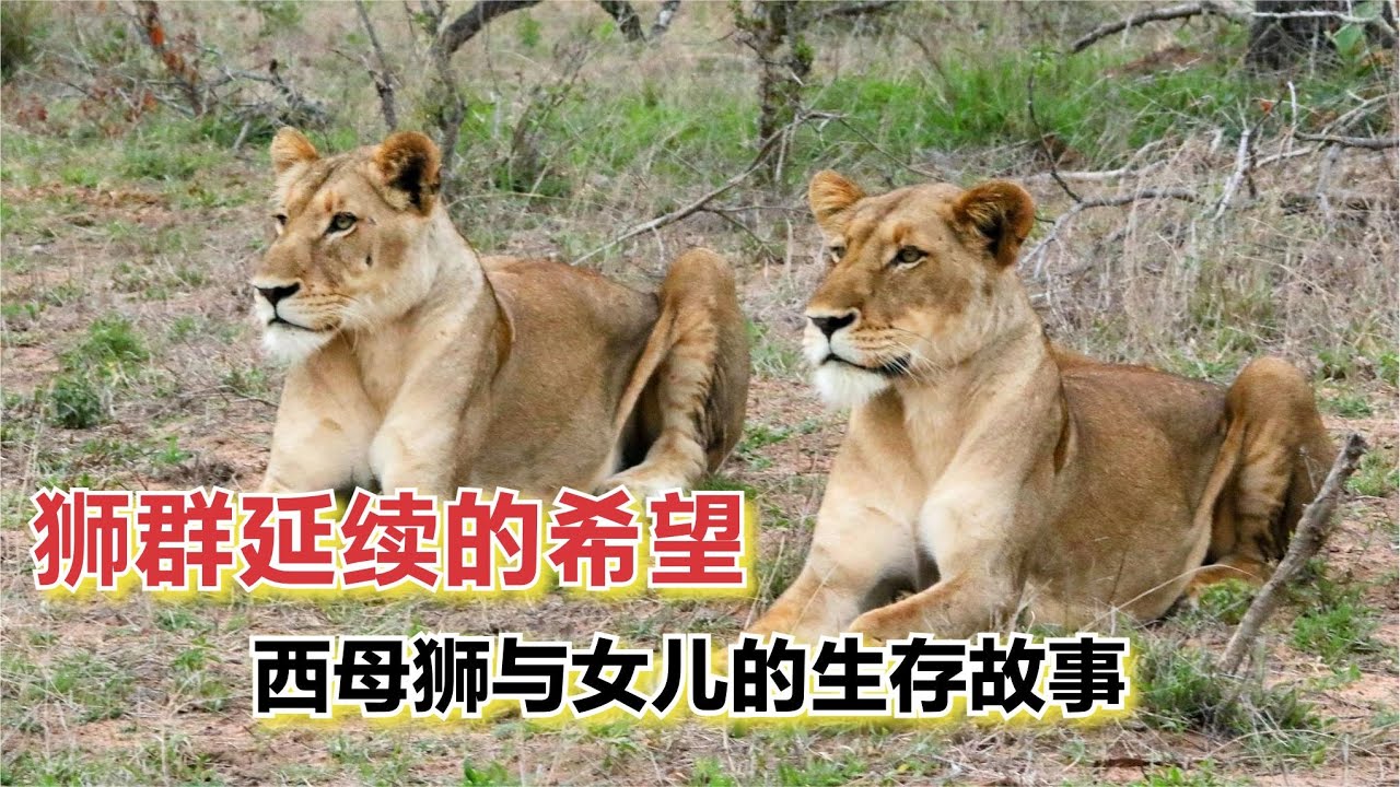 Ximhungwe母狮的生存故事，西母狮与她女儿的成长故事（二） - YouTube