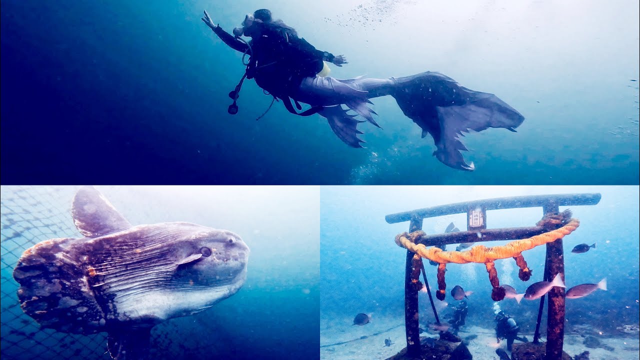 4K Sunfish / Mermaid/ Underwater Shrine Diving 波左間海中公園 - YouTube