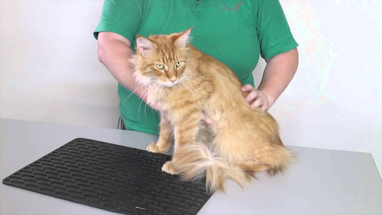 Animal welfare and health: How to health check a cat 2 - YouTube