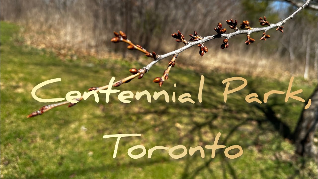 Visit to Centennial Park, Toronto - YouTube
