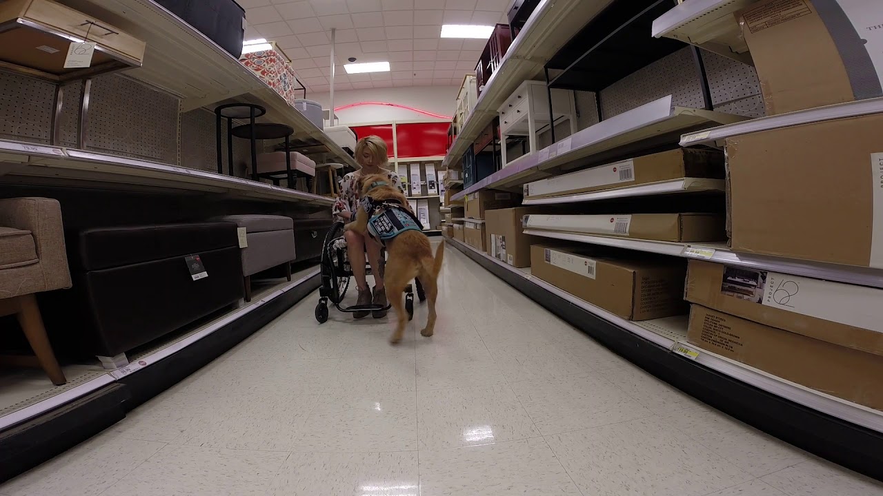SERVICE DOG TRAINING AT TARGET - YouTube