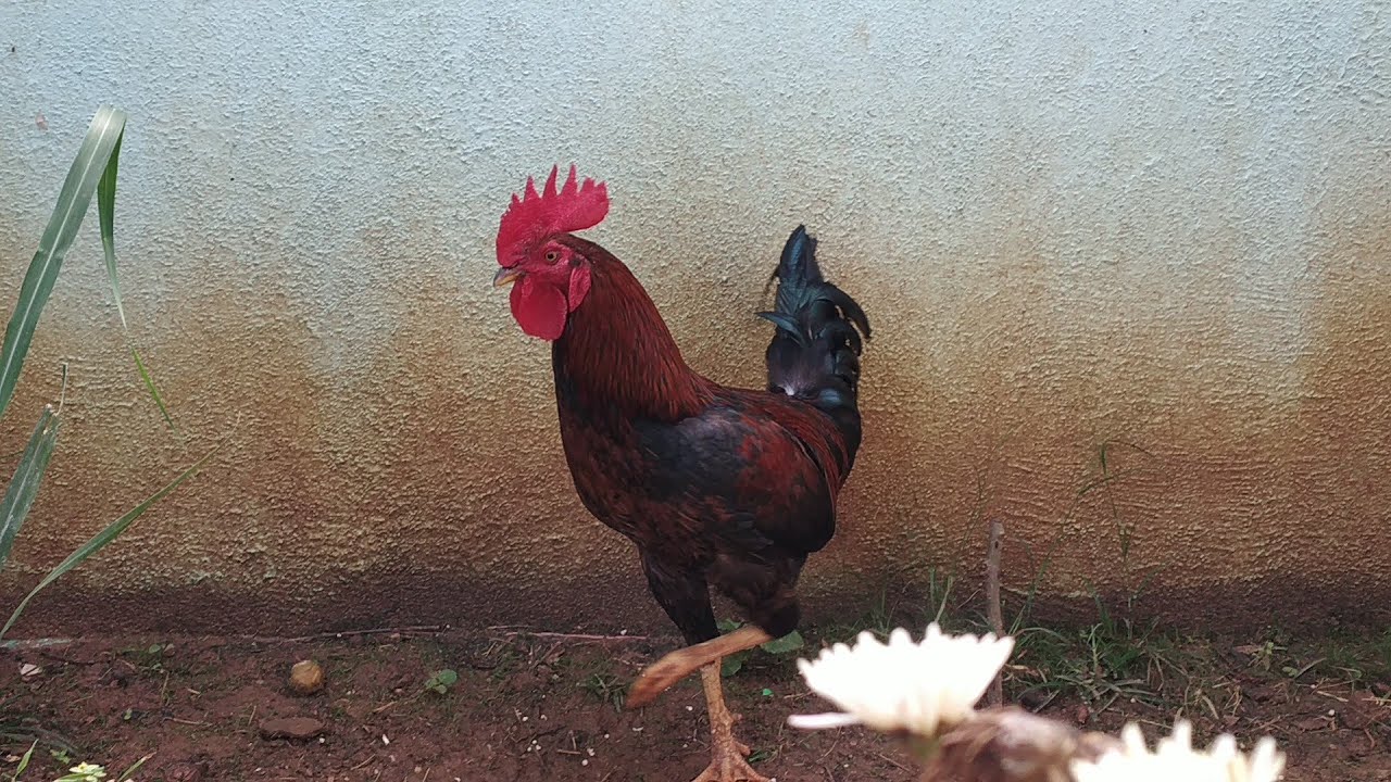 Indian country chicken | Nati Koli | Chicken Sounds - YouTube