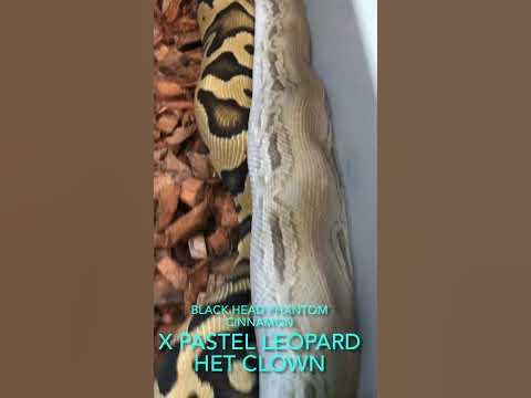 Black Head Phantom Cinnamon Clown X Pastel Leopard Het Clown - YouTube