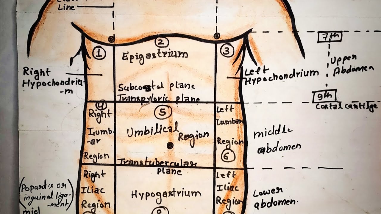 9 Abdominal regions and organs located in them - YouTube