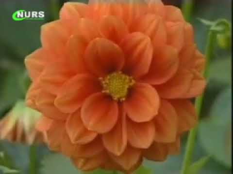 Nurs tv karışık ilahiler 2 