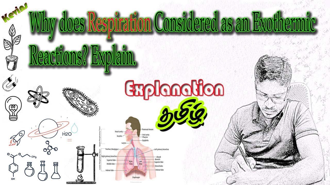 Why does Respiration Considered as an Exothermic Reactions|Explain ...