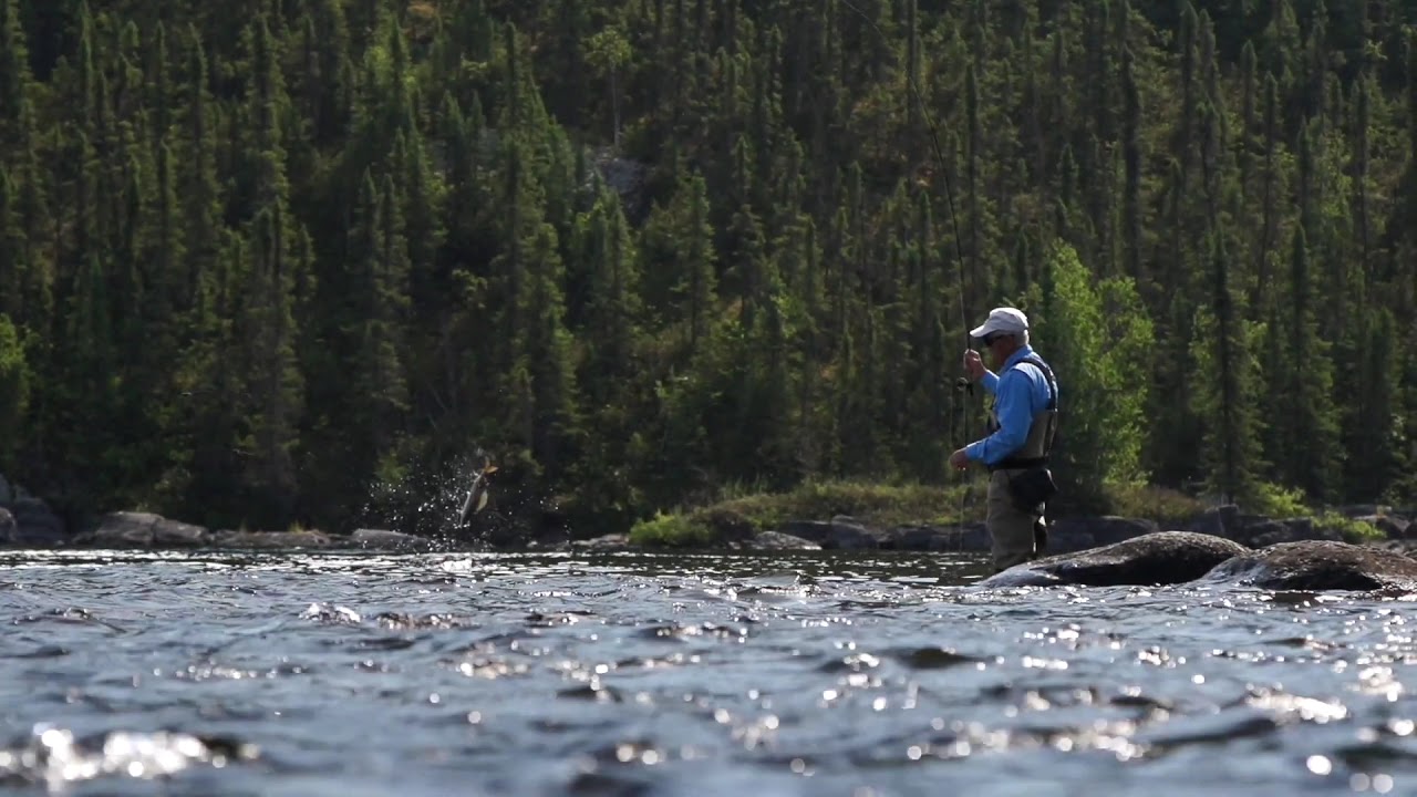 Arctic Grayling Jump - Northern Saskatchewan Fishing - YouTube