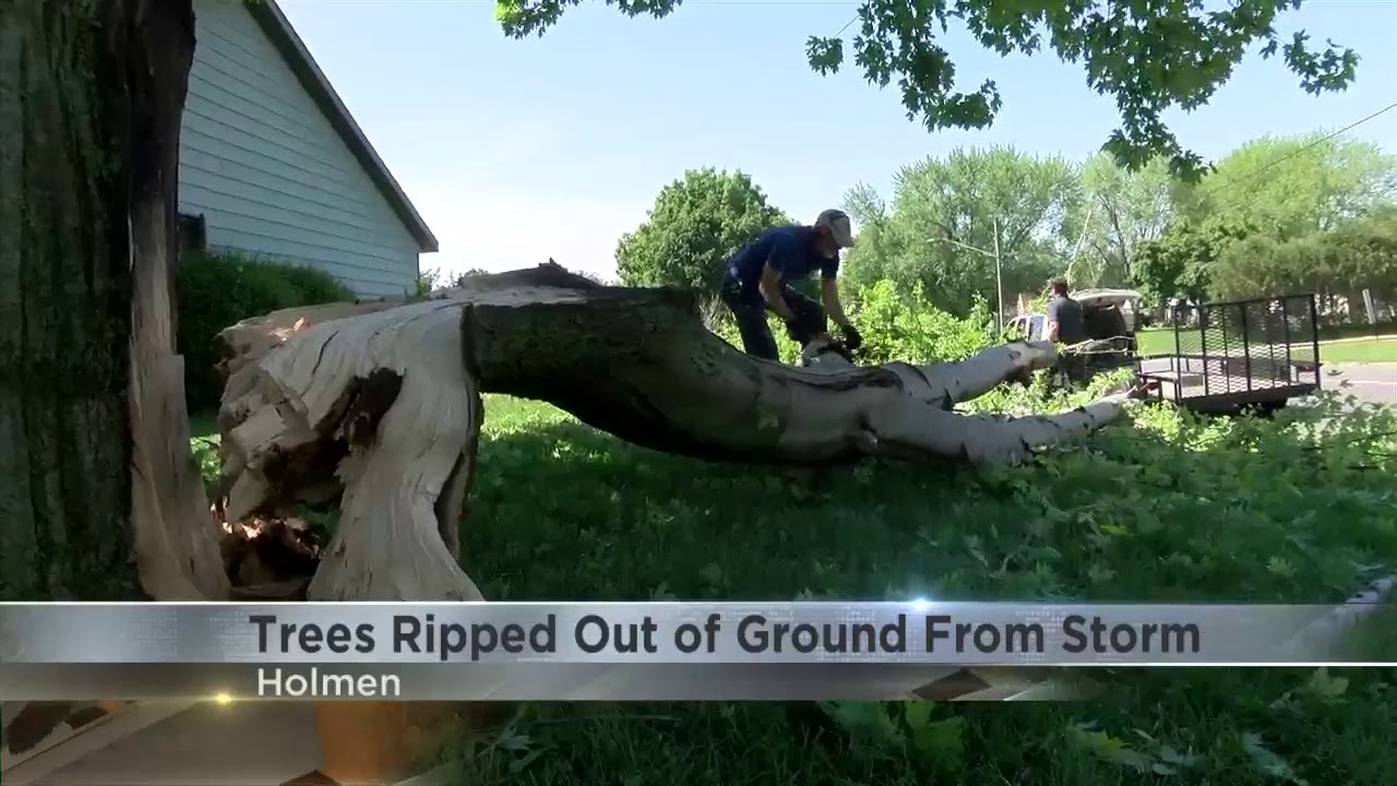 Trees Ripped Out of Ground From Storm - YouTube