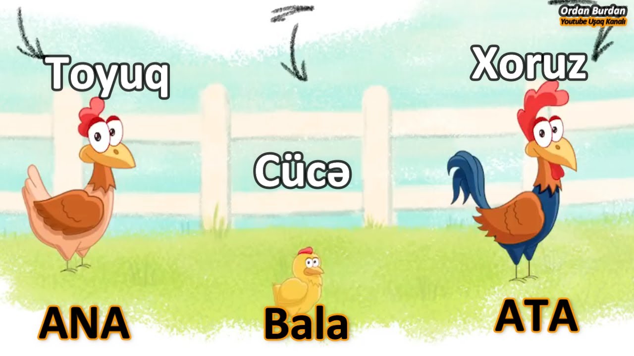 Ev Heyvanlari ve onlarin Aileleri (Oyredici Video) - YouTube