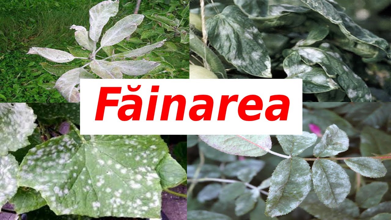 Cu ce stropim pomii / Făinarea la mar, si nu numai... - YouTube