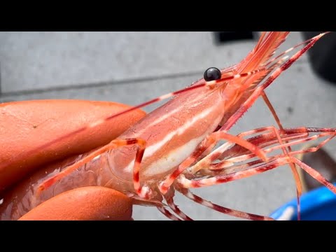 Shrimping in Alaska | Catching Tons of Spot Prawns! - YouTube