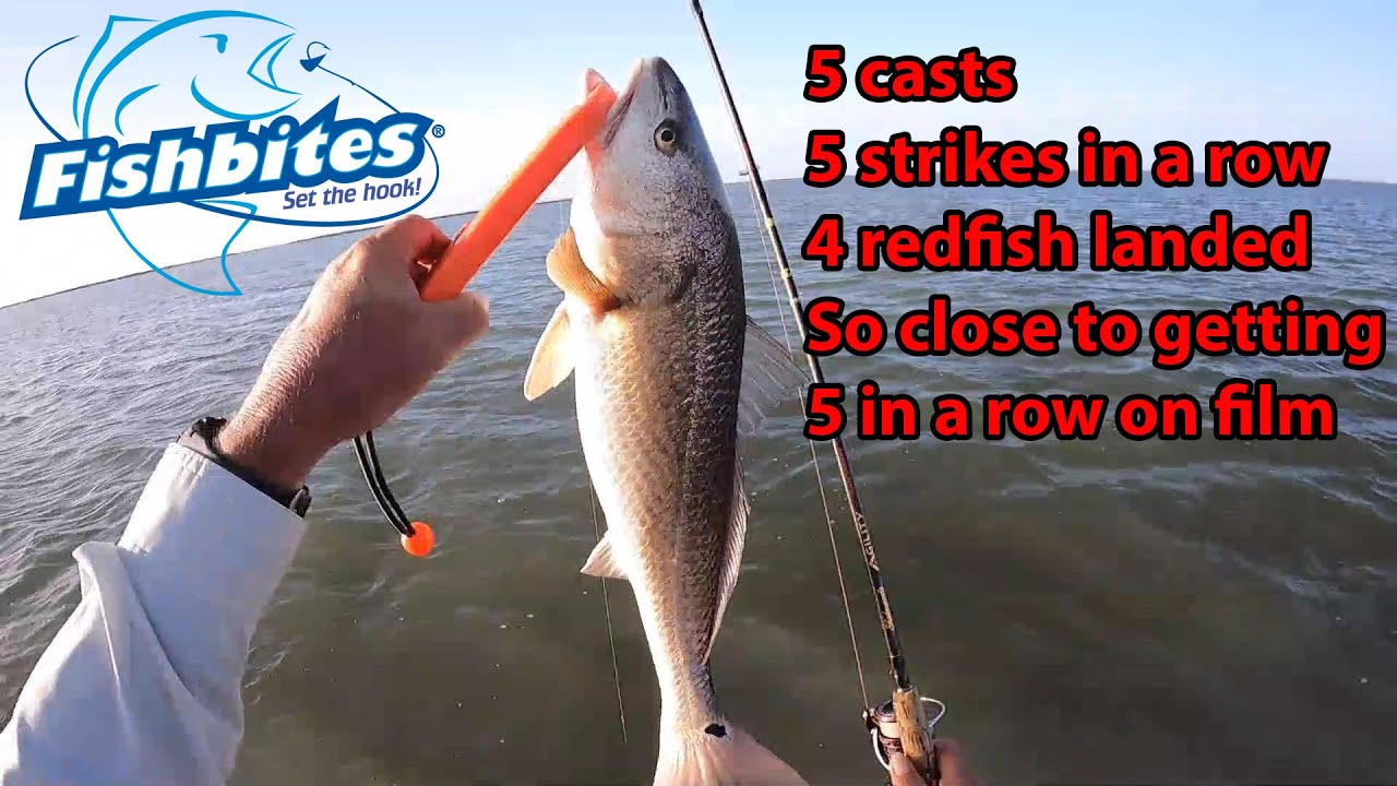5 Redfish strikes in a row, 4 fish landed, all on Fishbites + jig head ...