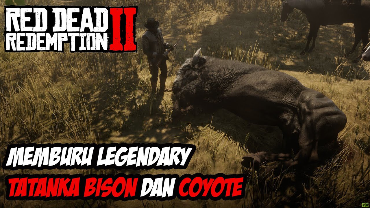 RDR2 | TIPS RDR2 | MEMBURU LEGENDARY TATANKA BISON DAN COYOTE - YouTube