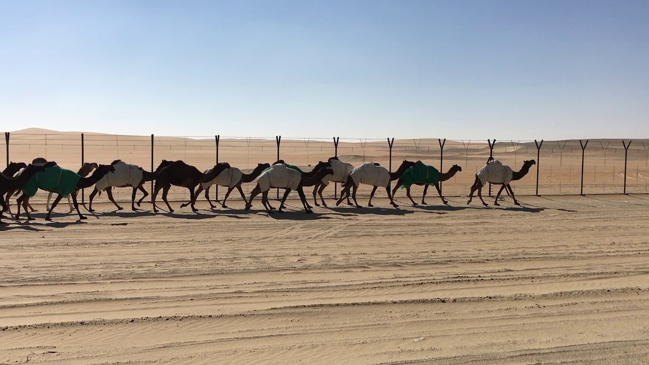 Ghayathi UAE Camels Training - YouTube