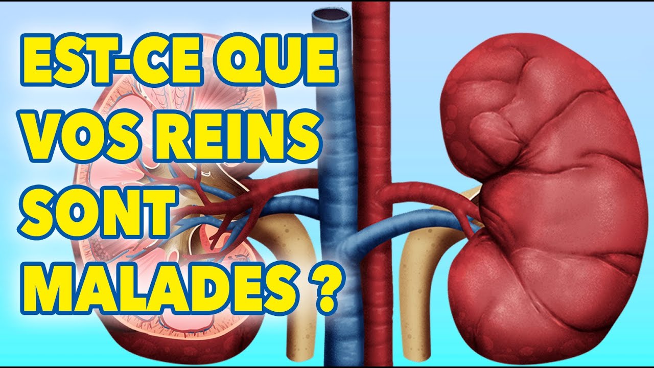 10 Habitudes qui endommagent vos reins et signes qu’ils sont malades ...