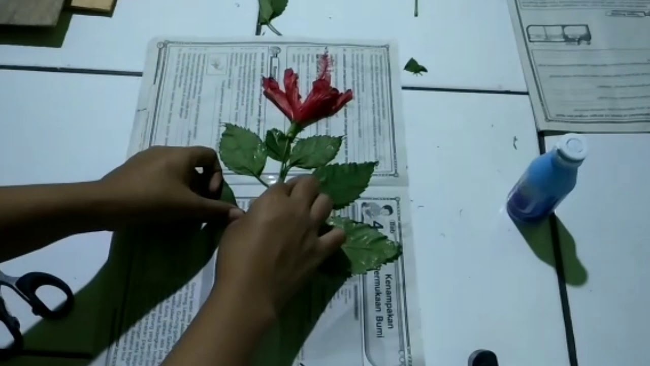 Pembuatan awetan kering - YouTube
