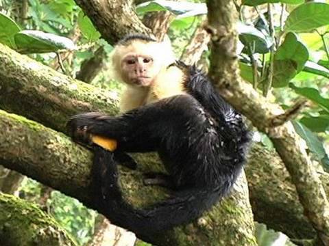 Funny Monkey Shower - YouTube