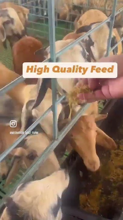 Meenatchi Farms - Feed Routine For Sheep & Goats . Nutritious & Healthy. 🐑🐐🐏🍃🚜🏡🌱 - YouTube