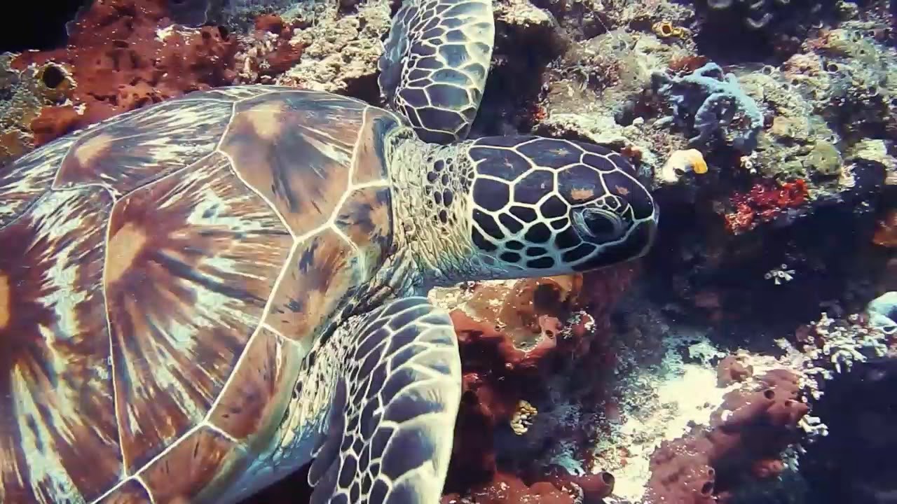 Sea life Aquarium by Nature New Video - YouTube