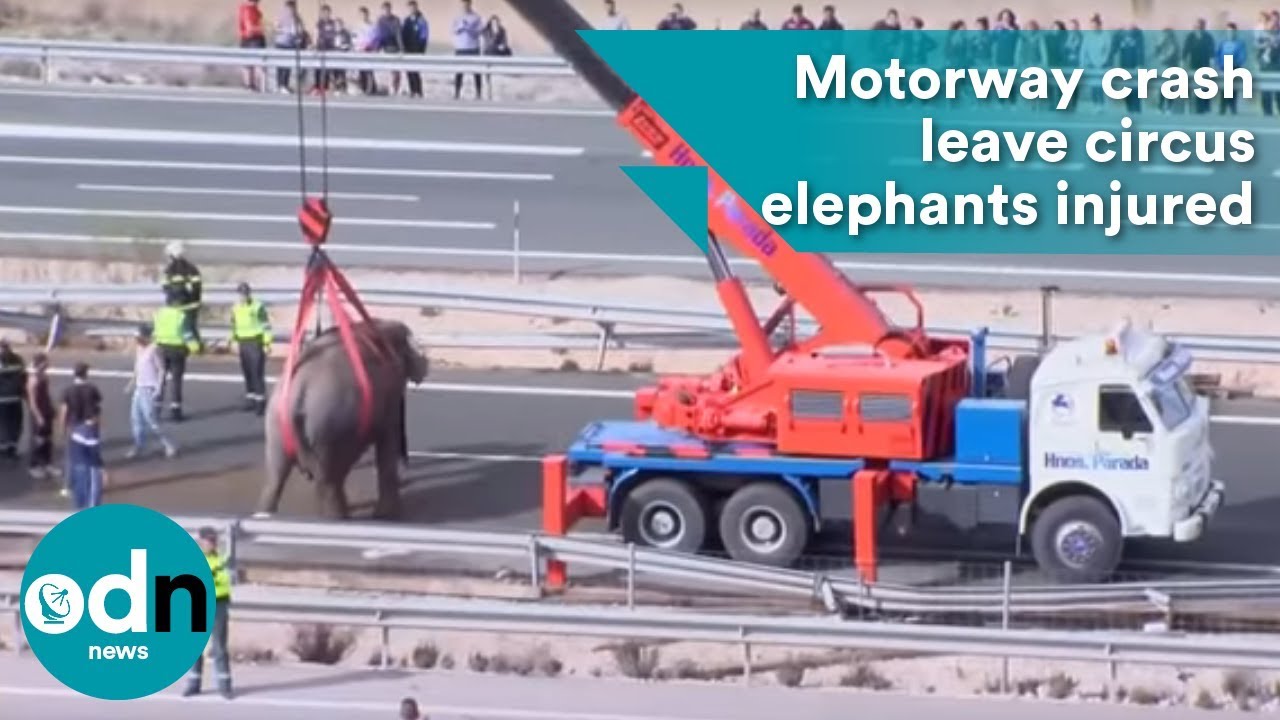 Motorway crash leave circus elephants badly injured - YouTube