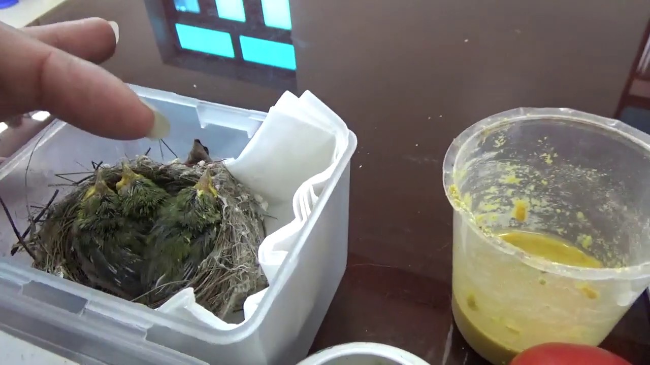 Cách nuôi chim vành khuyên non, thức ăn và chế độ chăm sóc chim non ...