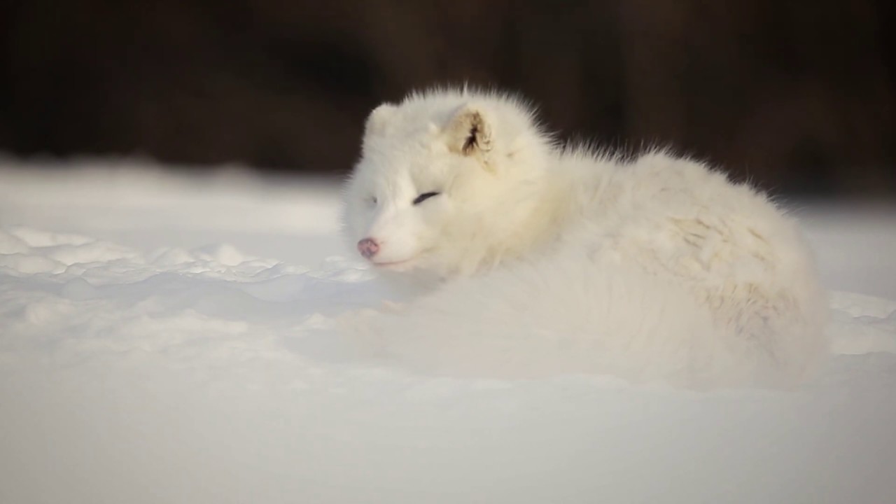 Nature, Québec, Canada - Photographie faune et paysage - YouTube