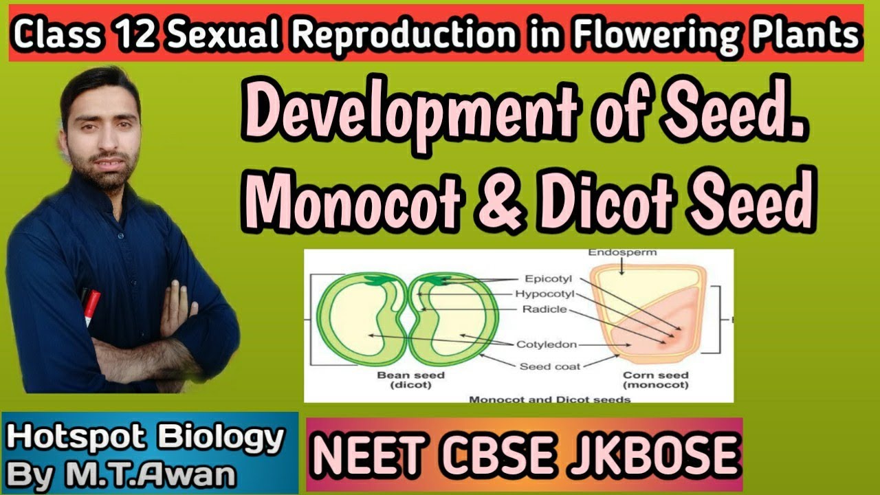 Lecture 29 Class 12 Biology Ch.2 - Development of Seed and Types of ...