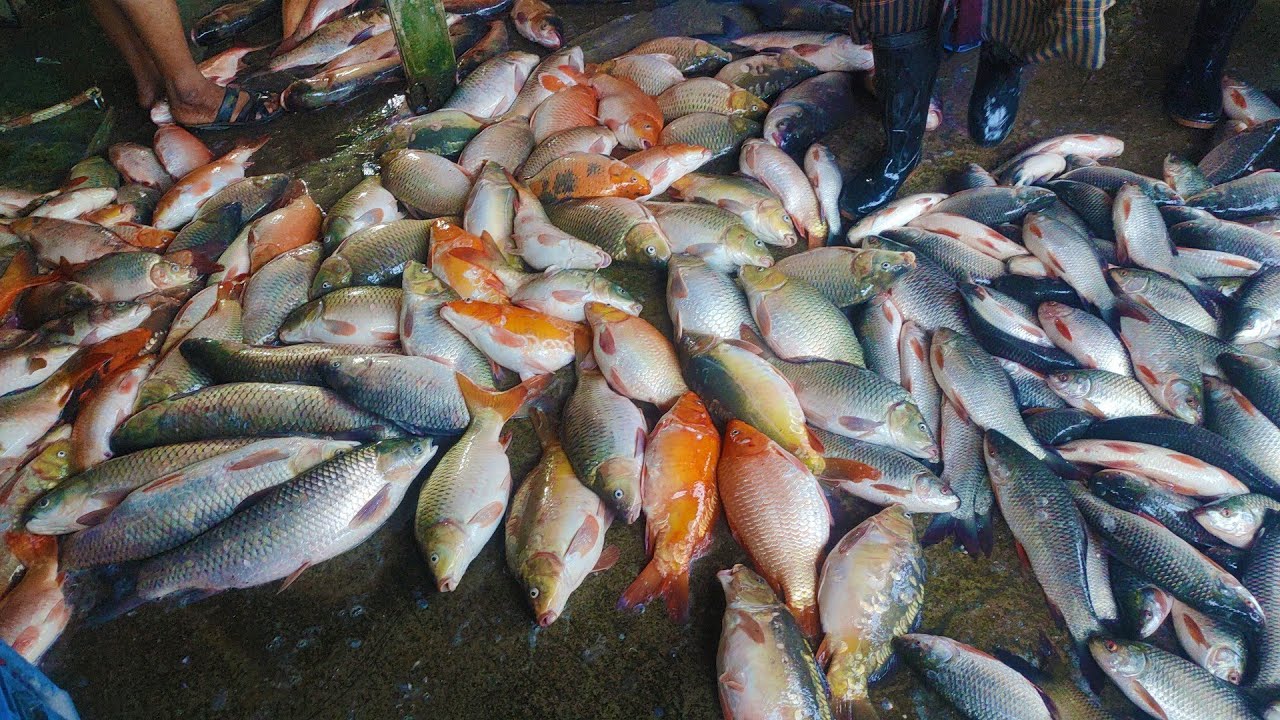 Bangladeshi Crazy Fish Market & Selling Biggest Fish || Fishing - YouTube