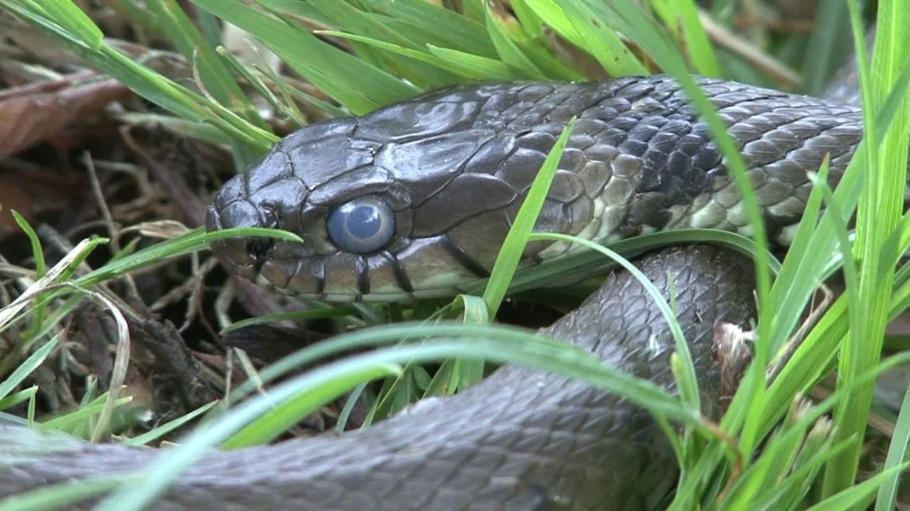 Grass snake, Murten, Switzerland - YouTube