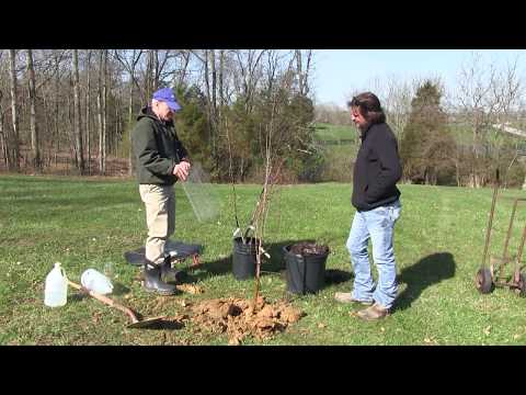 How To Plant A Apple Tree Up North Wisconsin