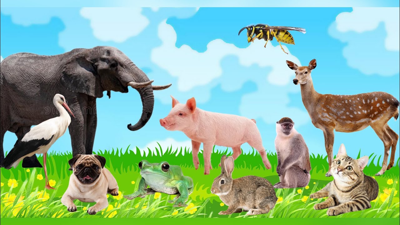 Cute animals sounds. Animals sounds: Stork,bee,rabbit,cat,dog,pig ...