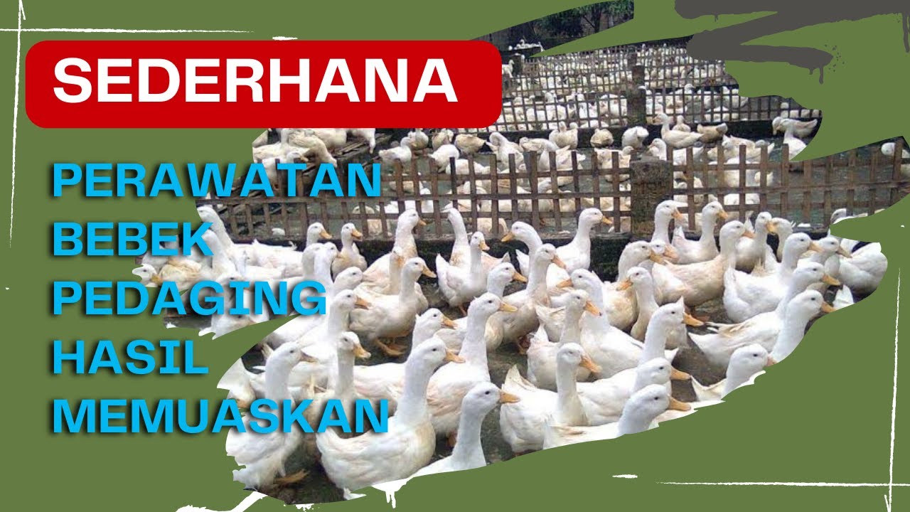From Duckling to Dinner: The Art of Raising Broiler Ducks, SUKSES Bebek ...